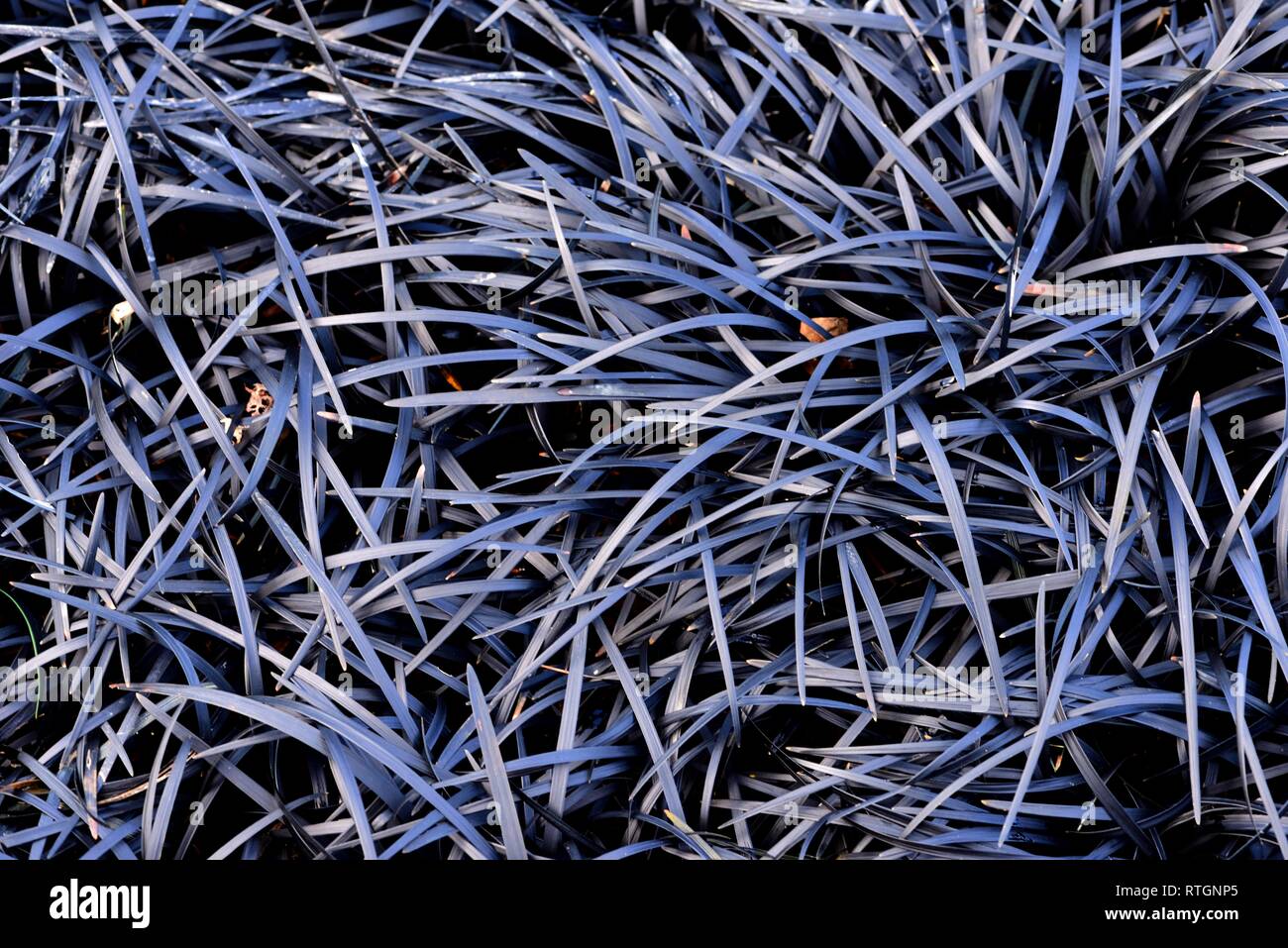 Black dragon leaves Stock Photo - Alamy