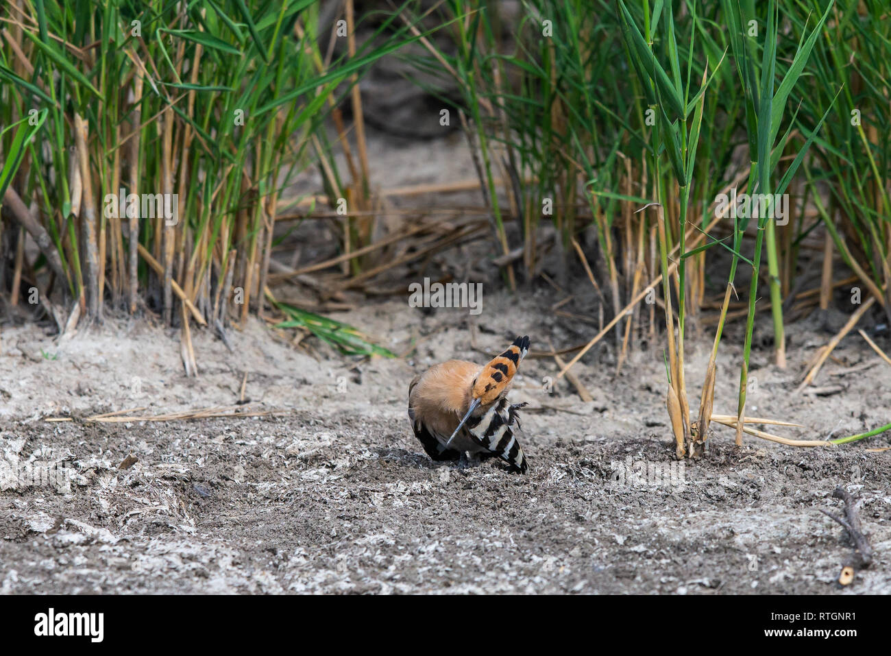 Tereus hi-res stock photography and images - Alamy