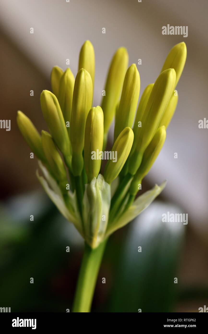 Buds of Clivia Miniata Stock Photo - Alamy