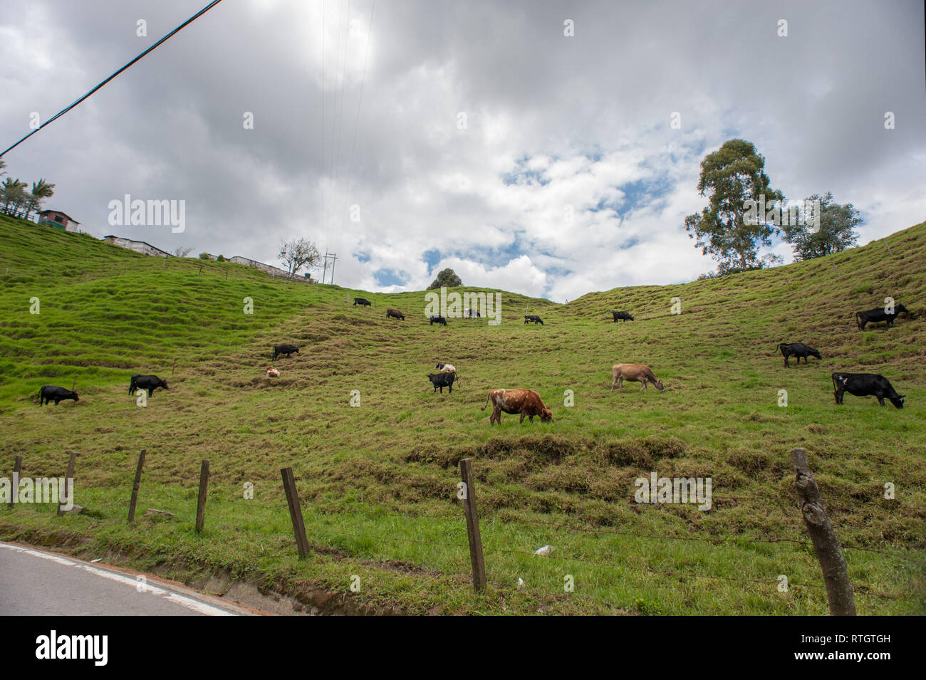 Donmatias, Antioquia, Colombia: Grazing cows Stock Photo - Alamy