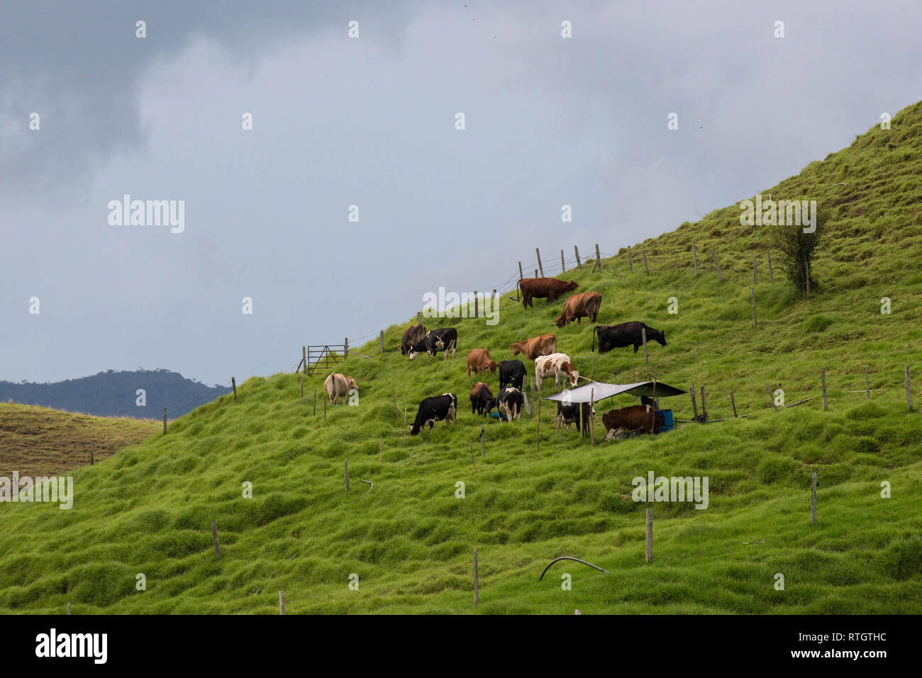 Donmatias, Antioquia, Colombia: Cowboy milk cows Stock Photo - Alamy