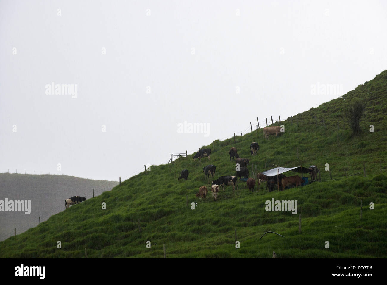 Donmatias, Antioquia, Colombia: Cowboy milk cows Stock Photo - Alamy