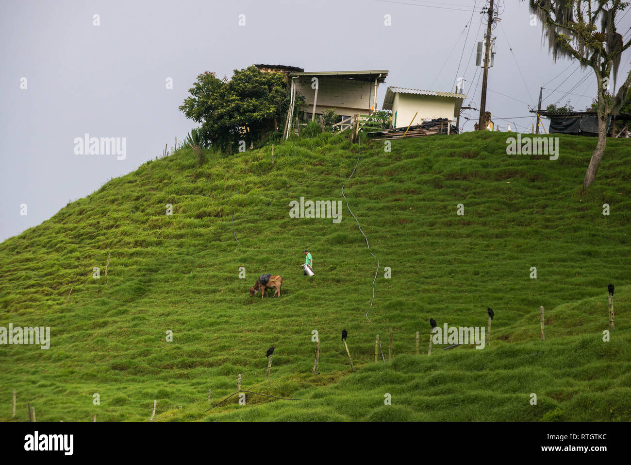 Donmatias, Antioquia, Colombia: Cowboy and cow Stock Photo - Alamy