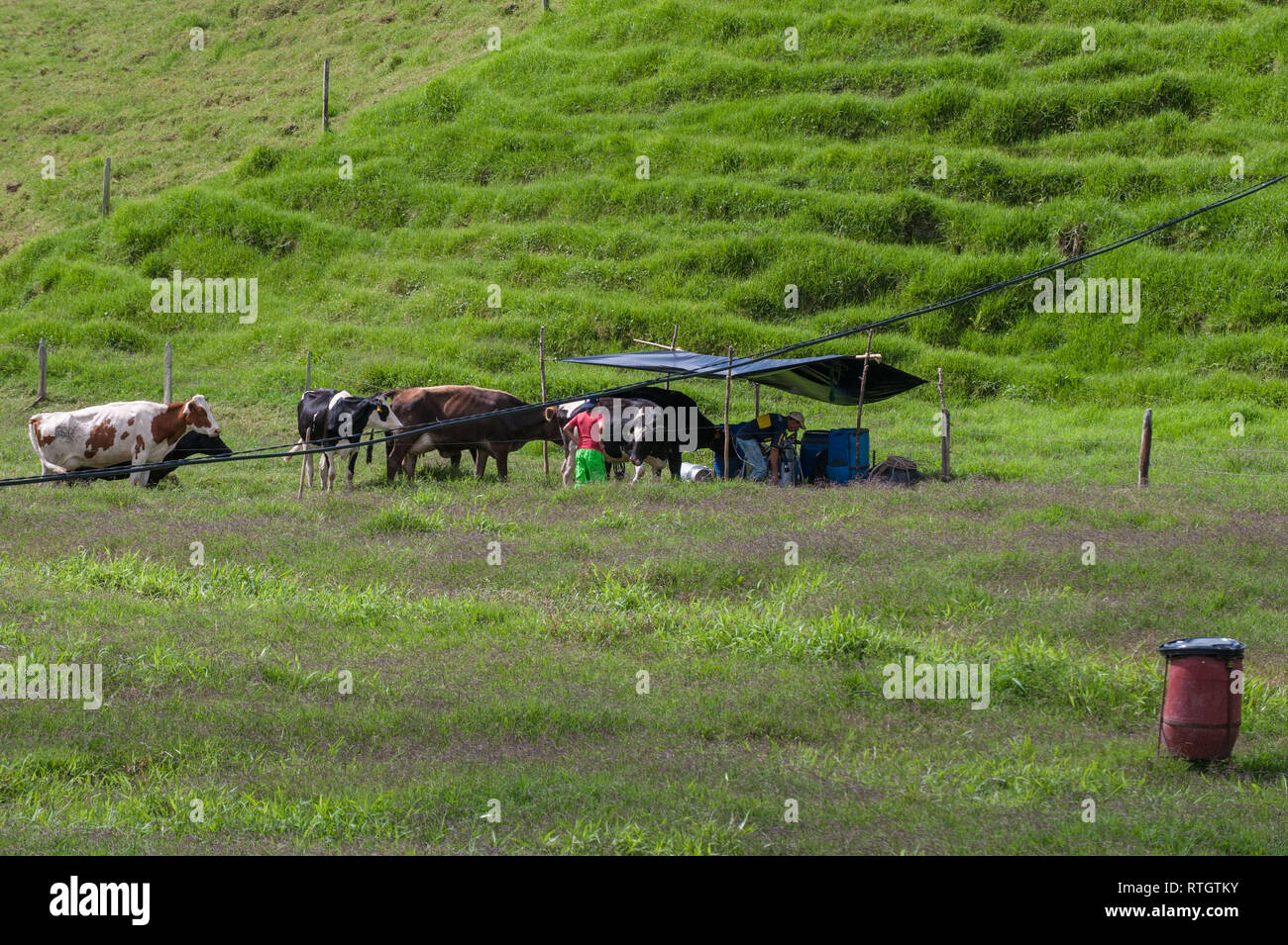 Colombia travel cows landscape hi-res stock photography and images - Alamy