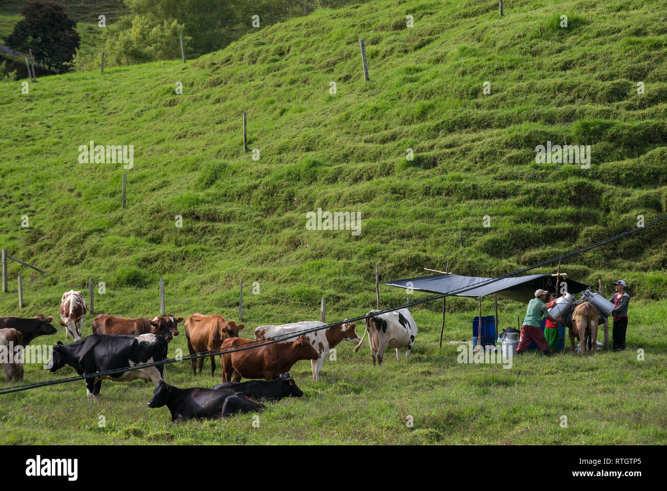 Donmatias, Antioquia, Colombia: Cowboy milk cows Stock Photo - Alamy