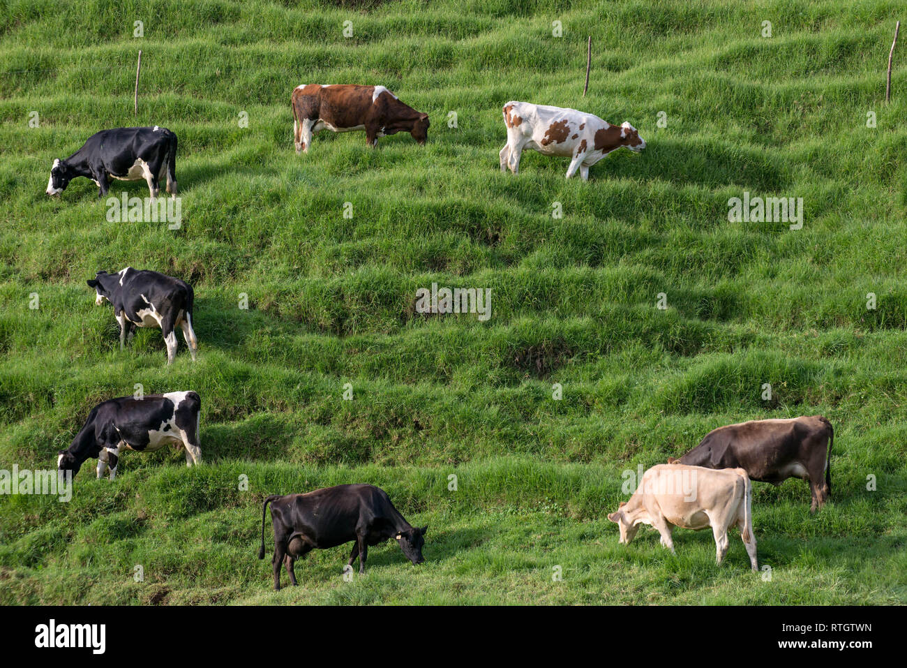 Donmatias, Antioquia, Colombia: Grazing cows Stock Photo - Alamy