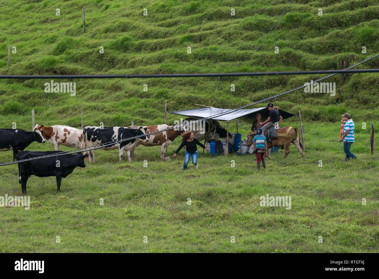 Donmatias, Antioquia, Colombia: Cowboy milk cows Stock Photo - Alamy