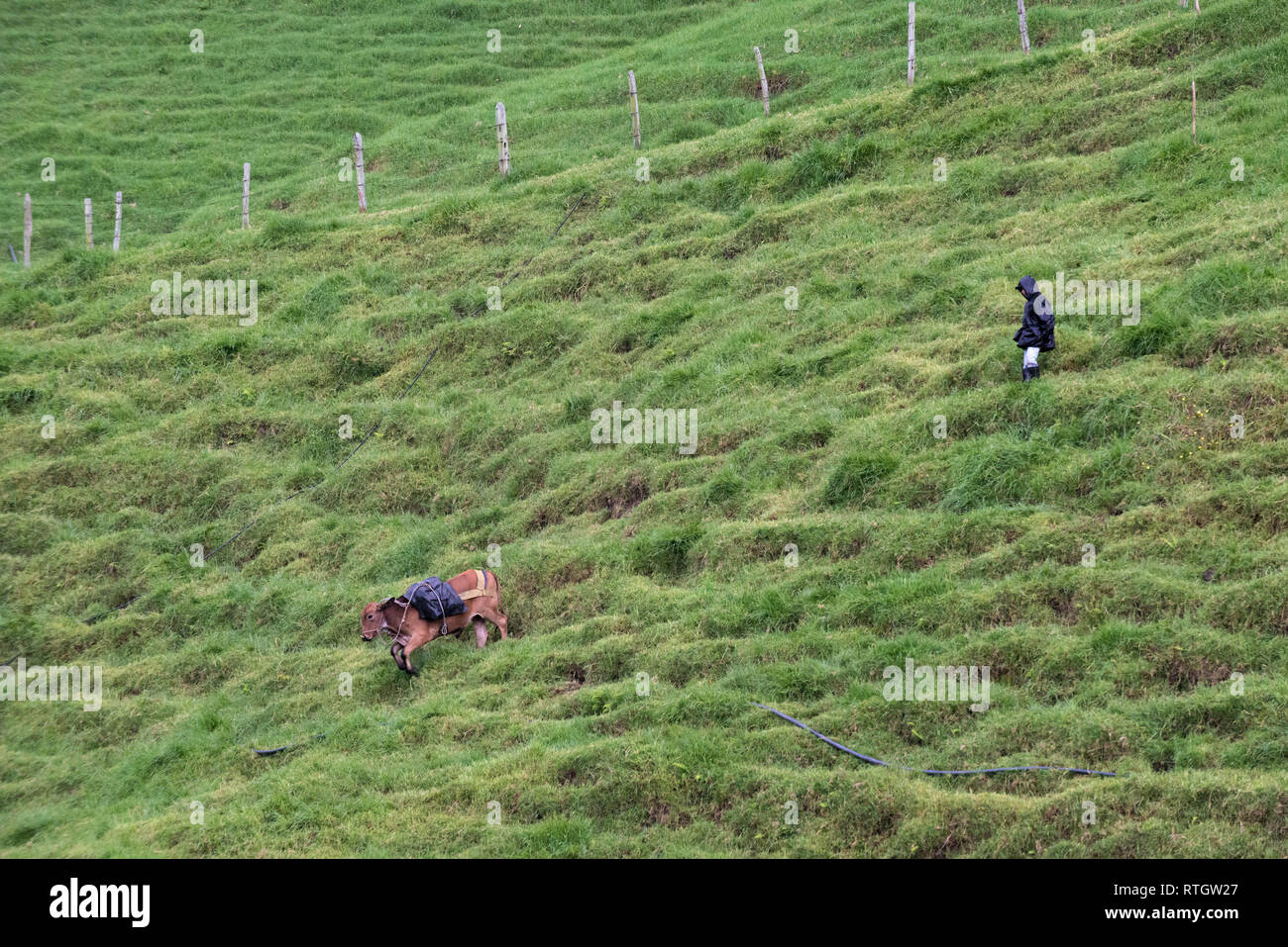 Donmatias, Antioquia, Colombia: Cowboy runs behind a cow Stock Photo ...