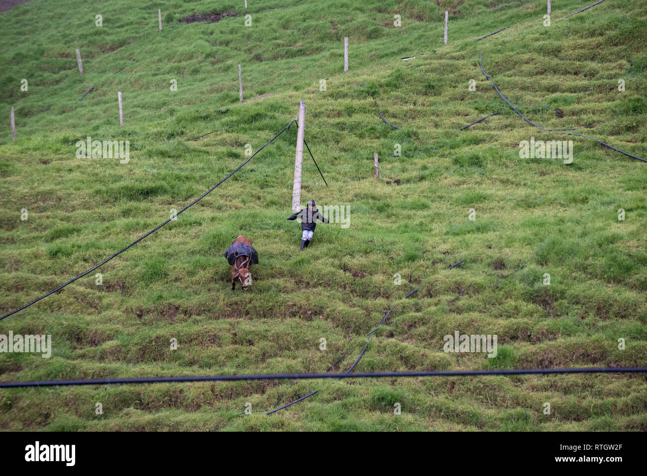 Donmatias, Antioquia, Colombia: Cowboy runs behind a cow Stock Photo ...