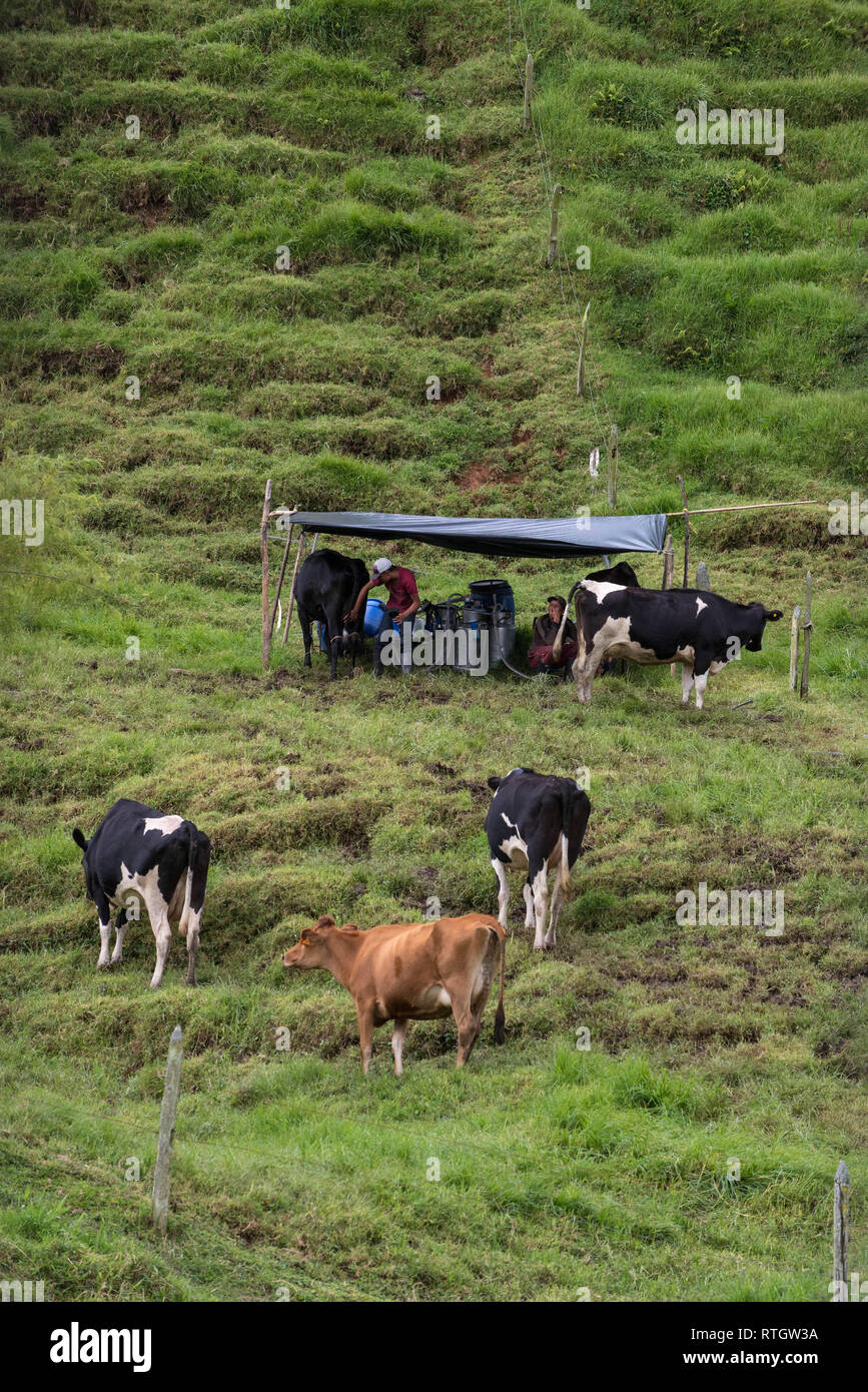 Donmatias, Antioquia, Colombia: Cowboy milk cows Stock Photo - Alamy