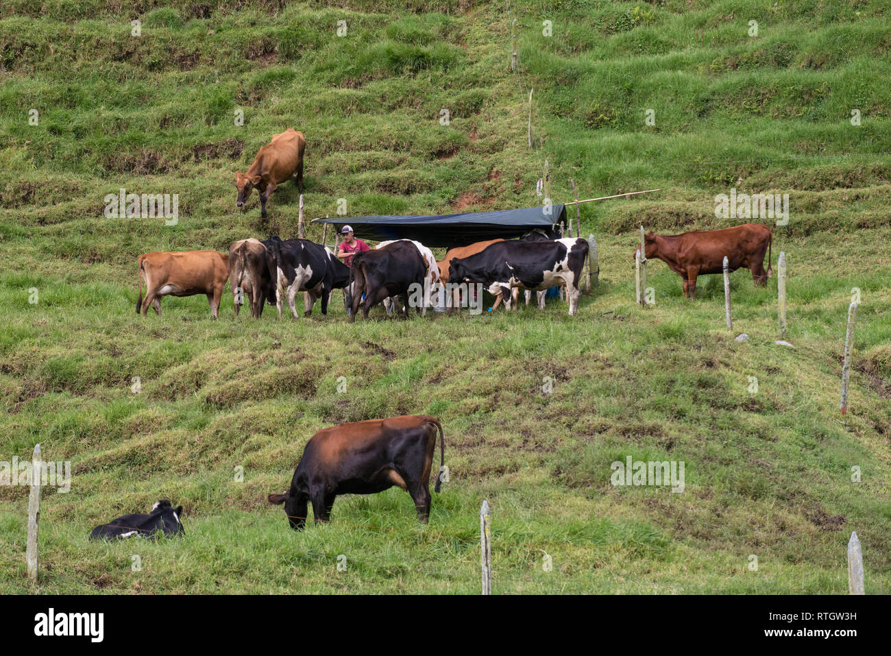 Donmatias, Antioquia, Colombia: Cowboy milk cows Stock Photo - Alamy