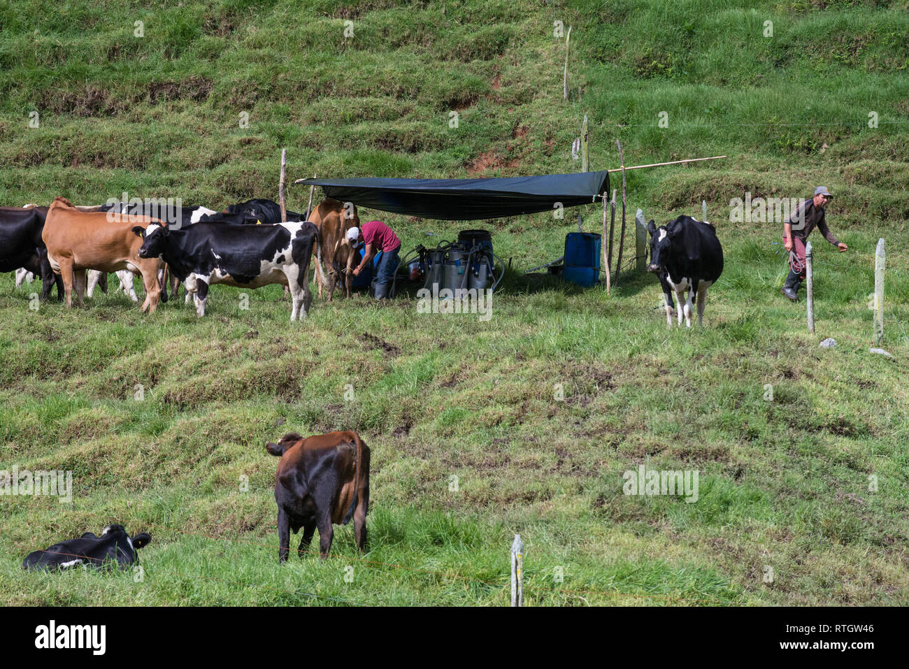 Donmatias, Antioquia, Colombia: Cowboy milk cows Stock Photo - Alamy
