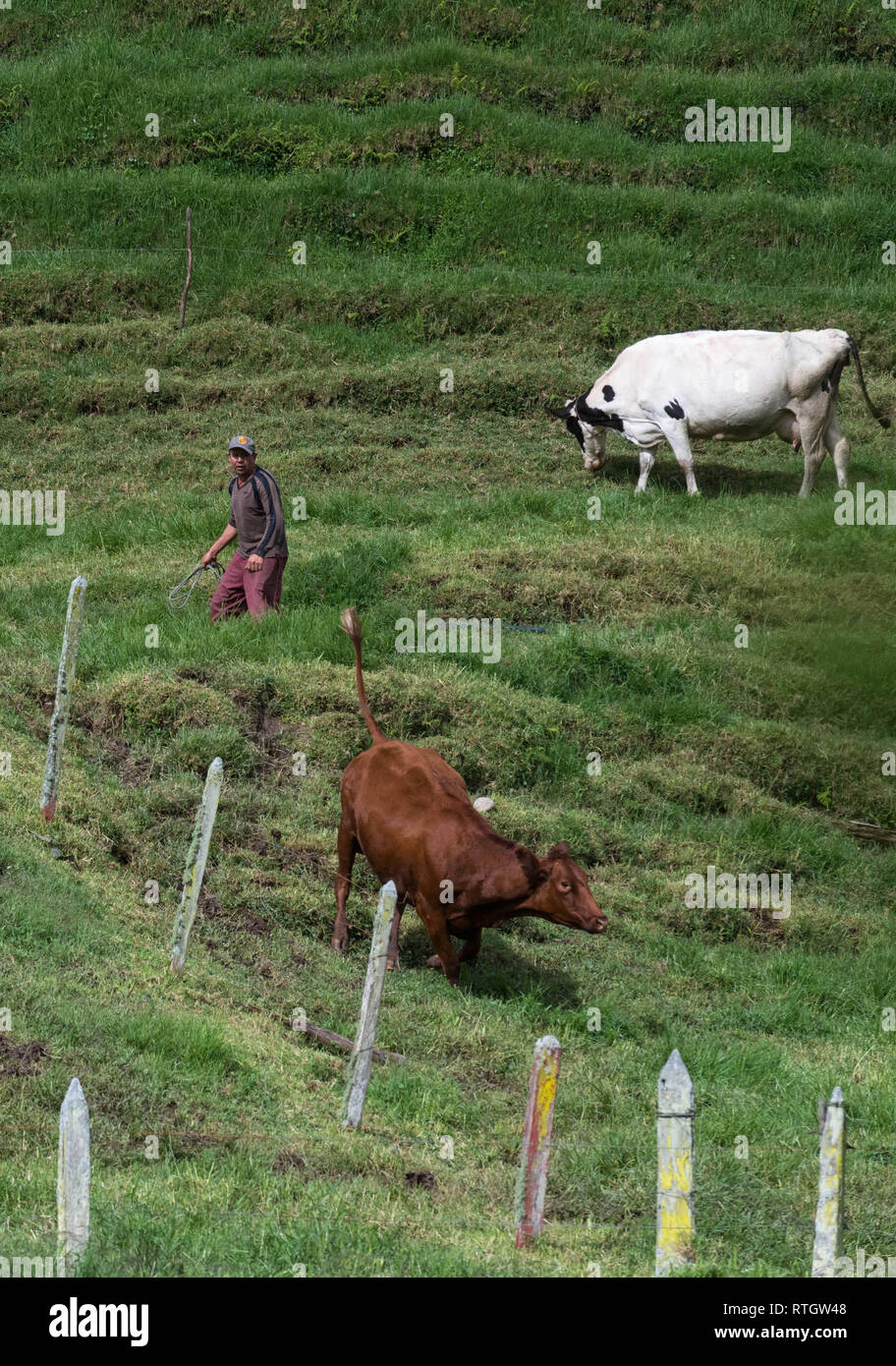 Cowboy with cows hi-res stock photography and images - Alamy