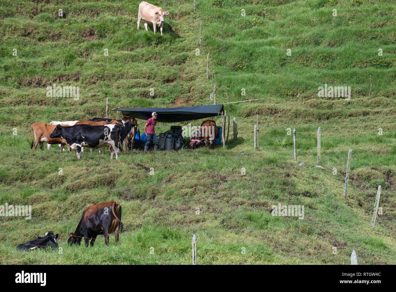 Donmatias, Antioquia, Colombia: Cowboy milk cows Stock Photo - Alamy