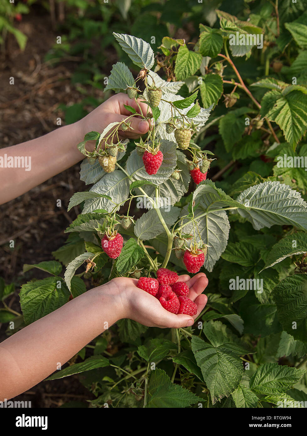 Picking raspberries. A girl gathers fresh fruits on an organic ...