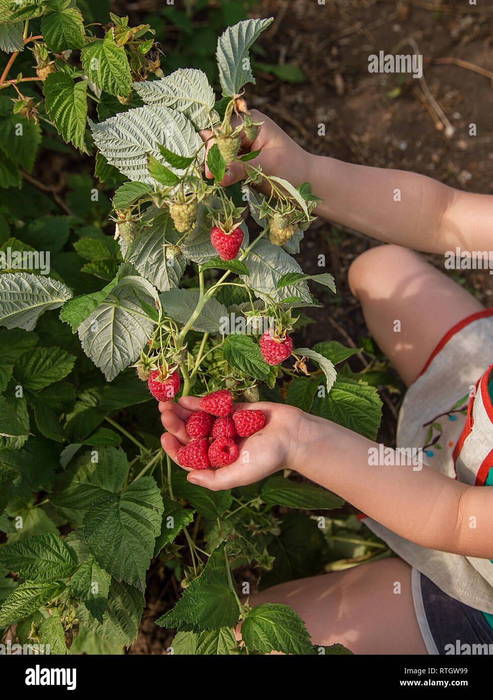 Picking raspberries. A girl gathers fresh fruits on an organic ...