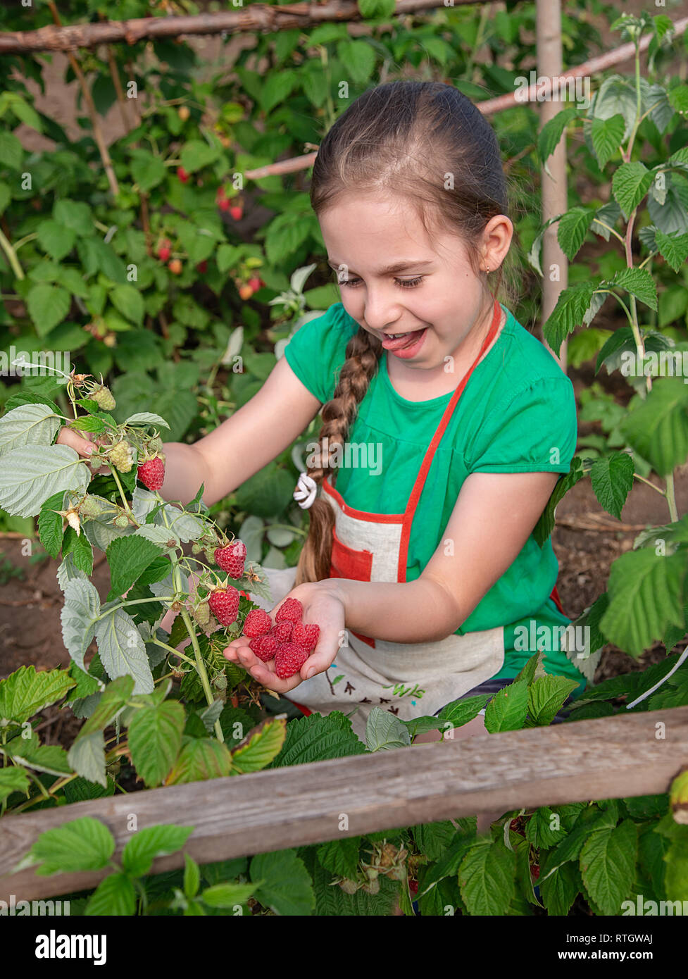Children's picking raspberries. A cute little girl collects fresh ...