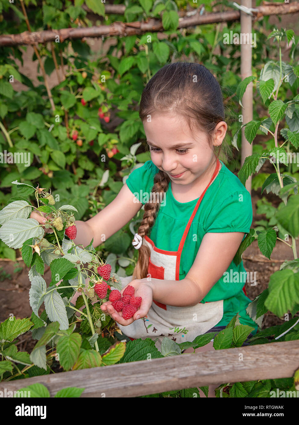 Children's picking raspberries. A cute little girl collects fresh ...