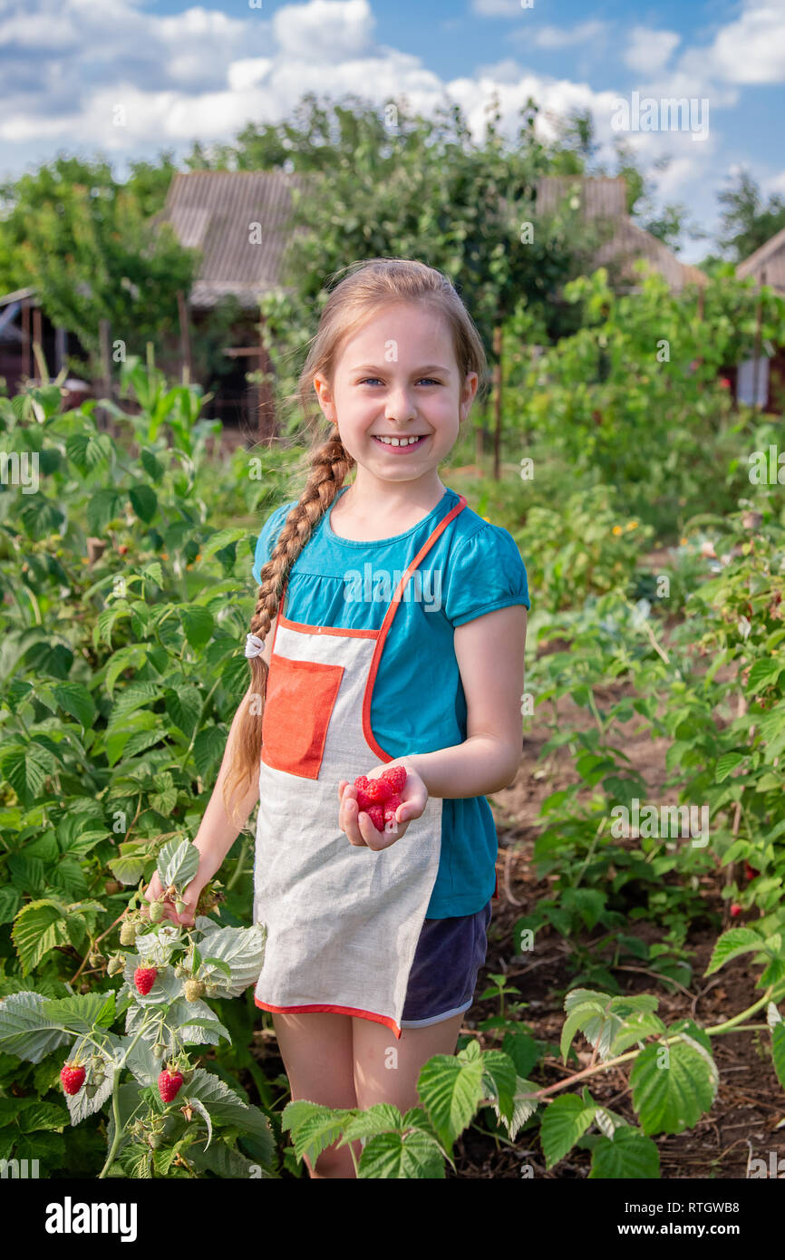 Children's picking raspberries. A cute little girl collects fresh ...