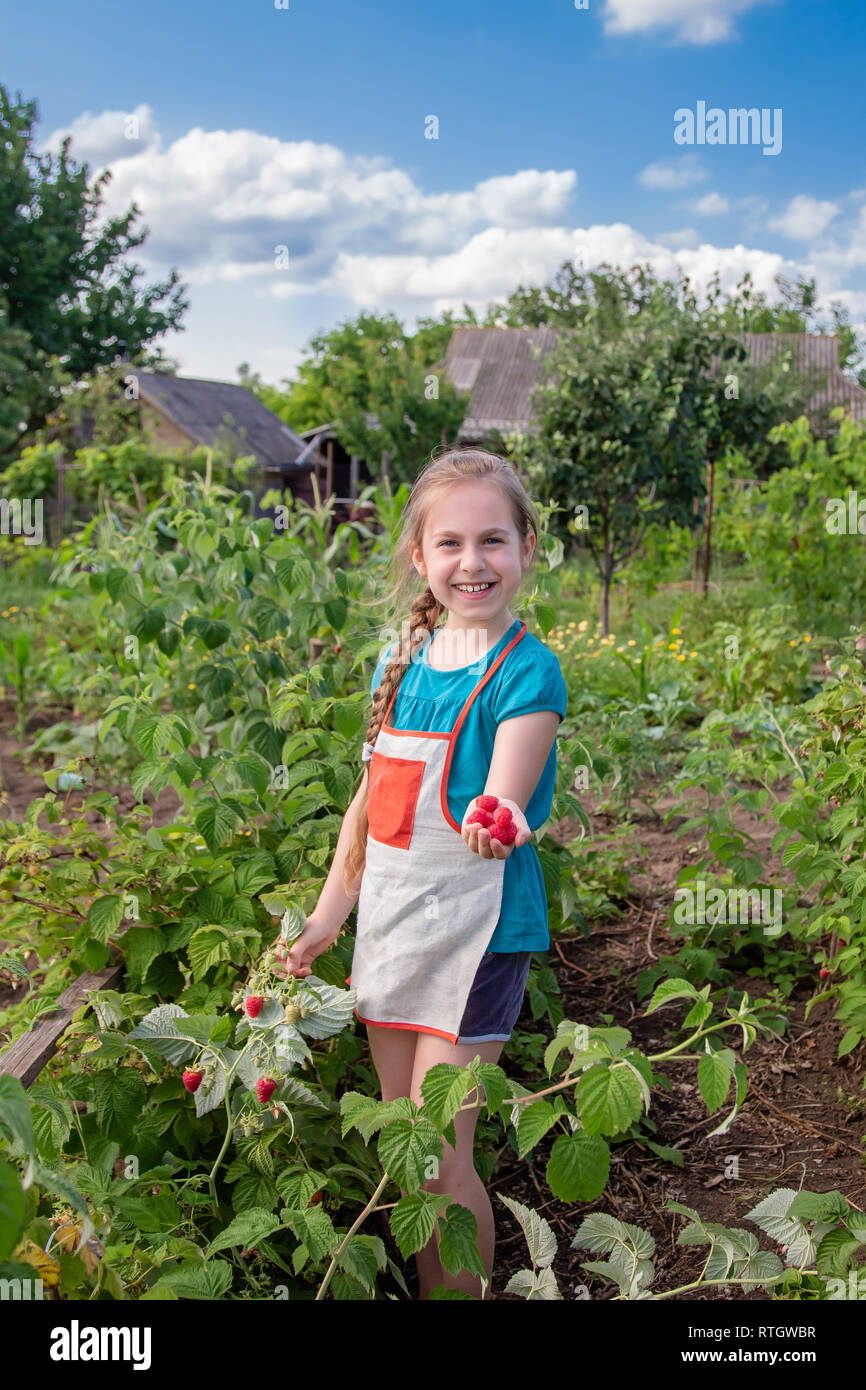 Children's picking raspberries. A cute little girl collects fresh ...