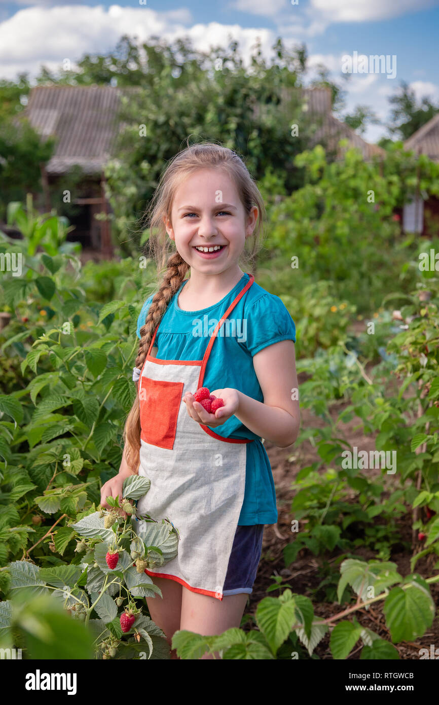 Children's picking raspberries. A cute little girl collects fresh ...