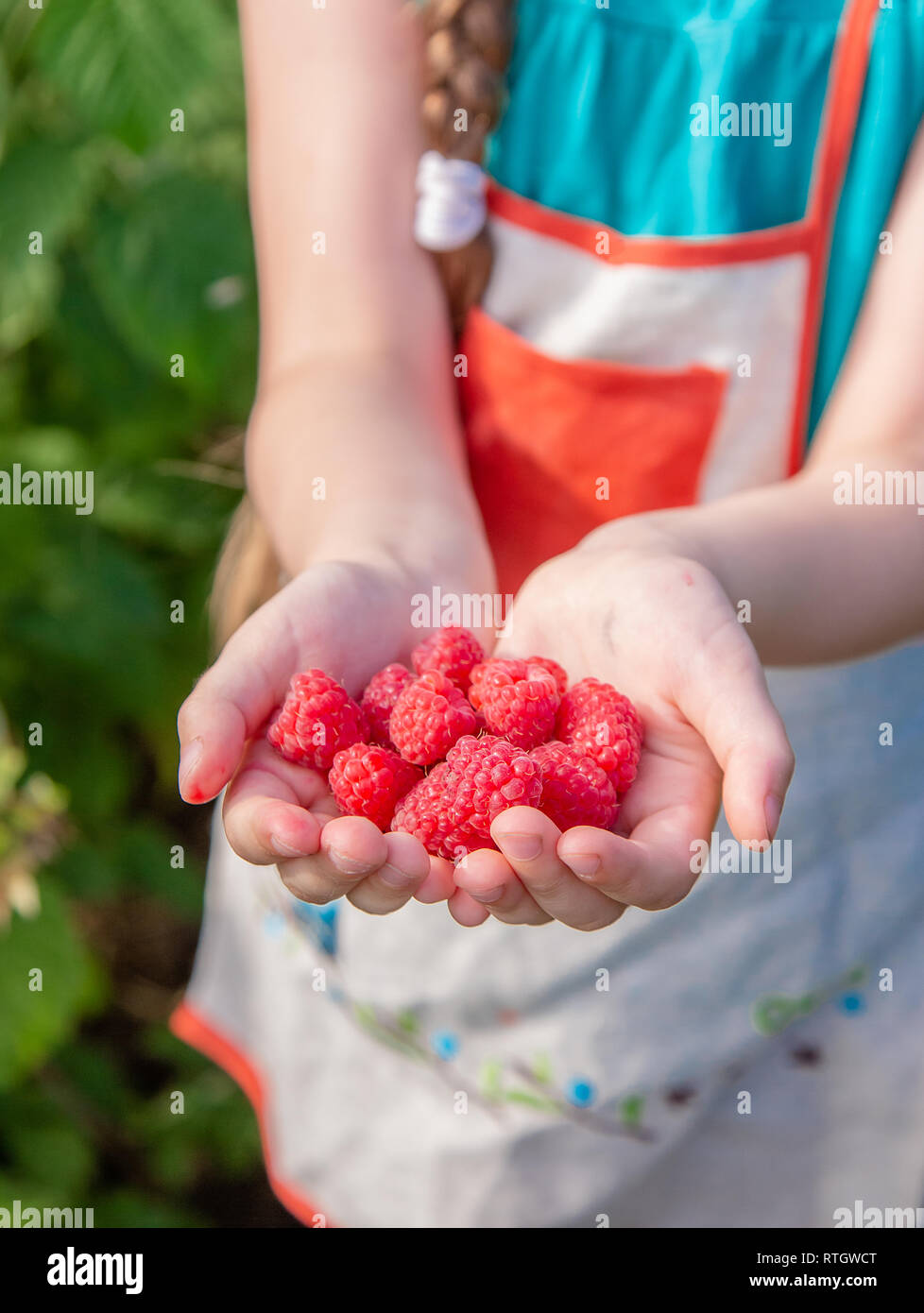 Children's picking raspberries. A cute little girl collects fresh ...