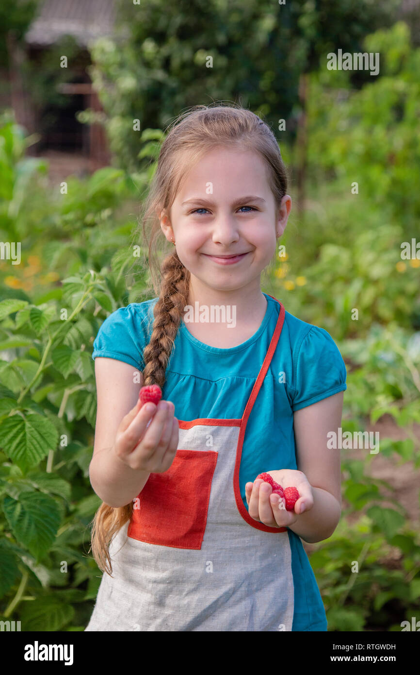 Children's picking raspberries. A cute little girl collects fresh ...