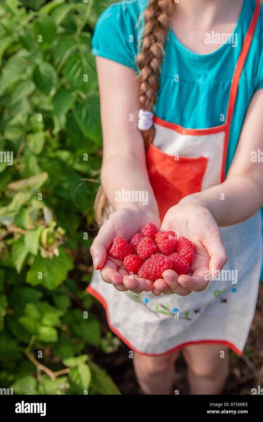 Children's picking raspberries. A cute little girl collects fresh ...