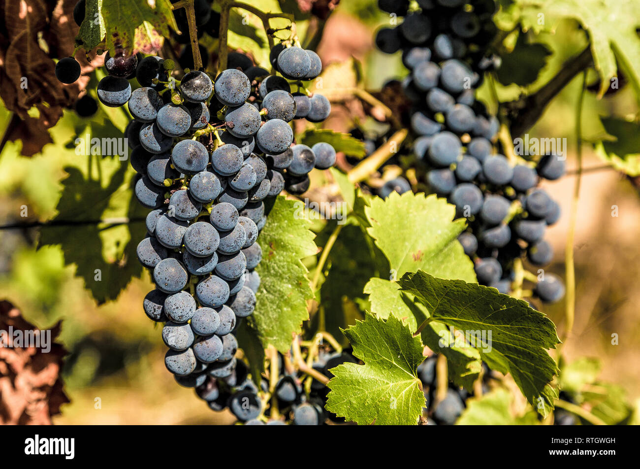 Viticulture summer hi-res stock photography and images - Alamy