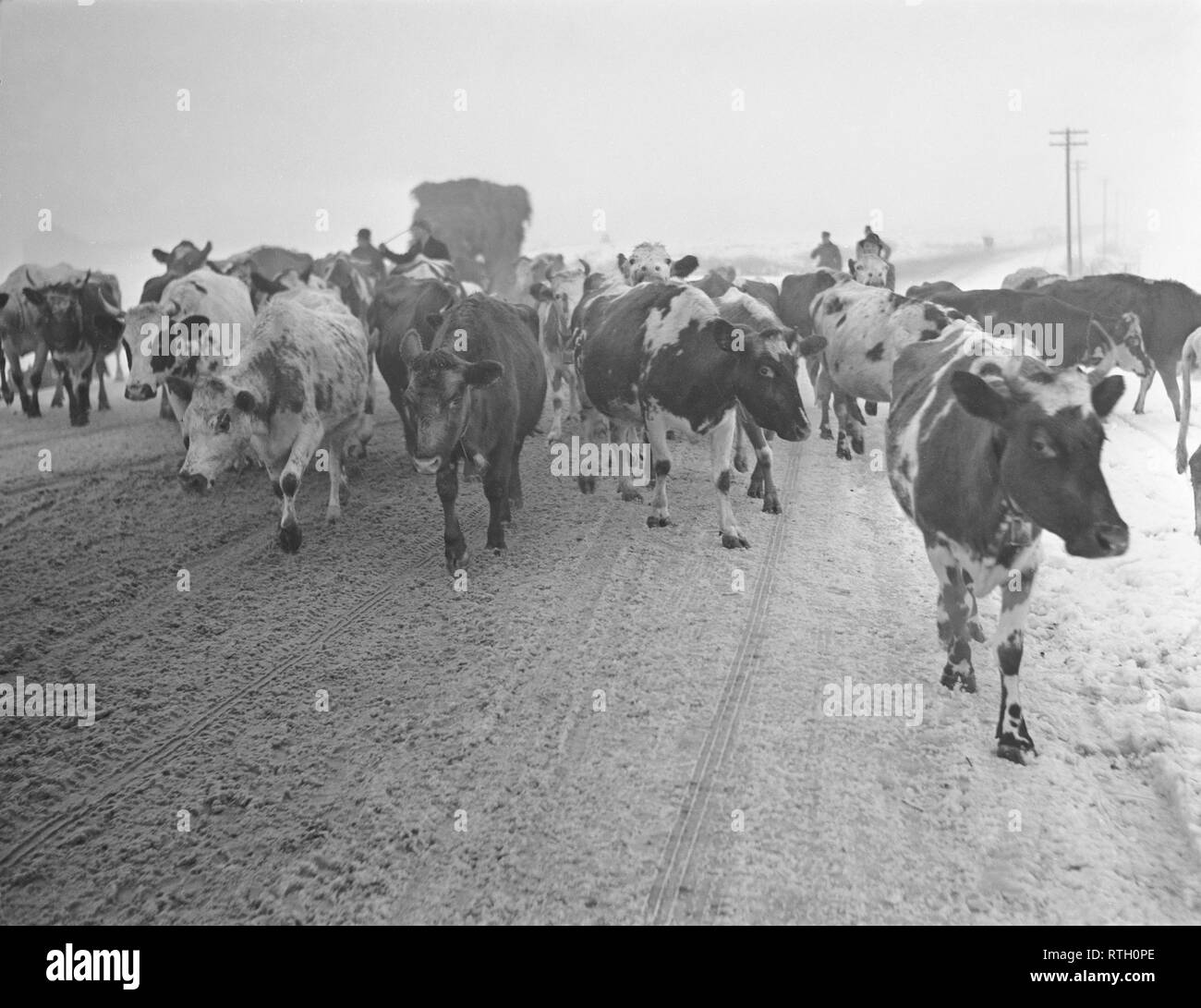 World war ii animal hi-res stock photography and images - Alamy