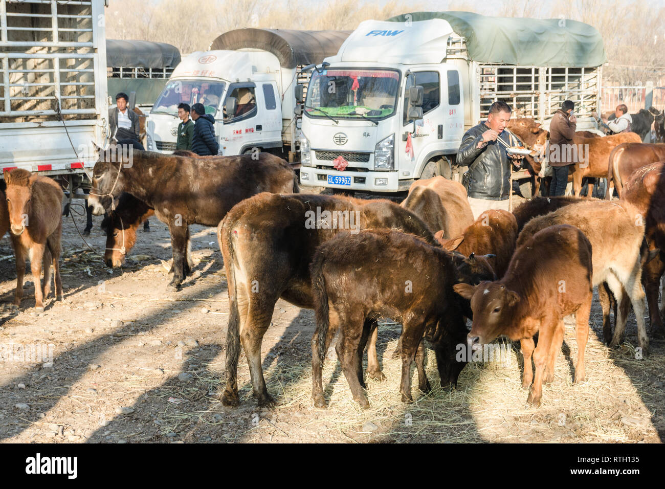 Cow china market hi-res stock photography and images - Alamy