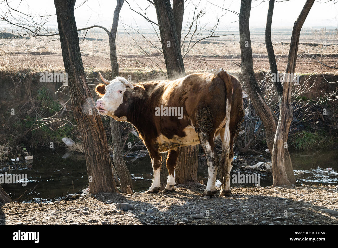 Cow at the Livestock Friday market, Shaxi, Yunnan province, China Stock ...