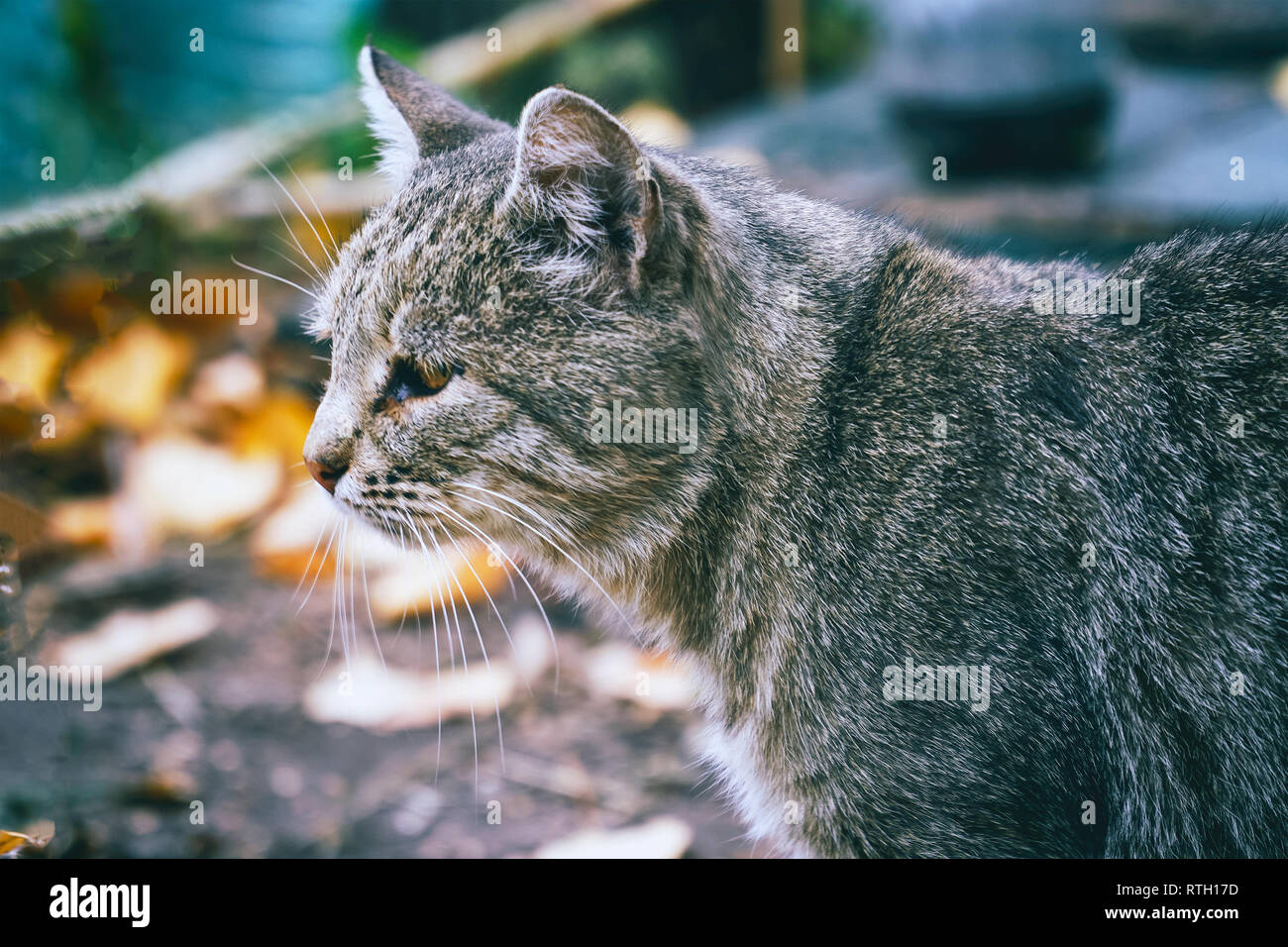 Portrait of a grey cat Stock Photo - Alamy