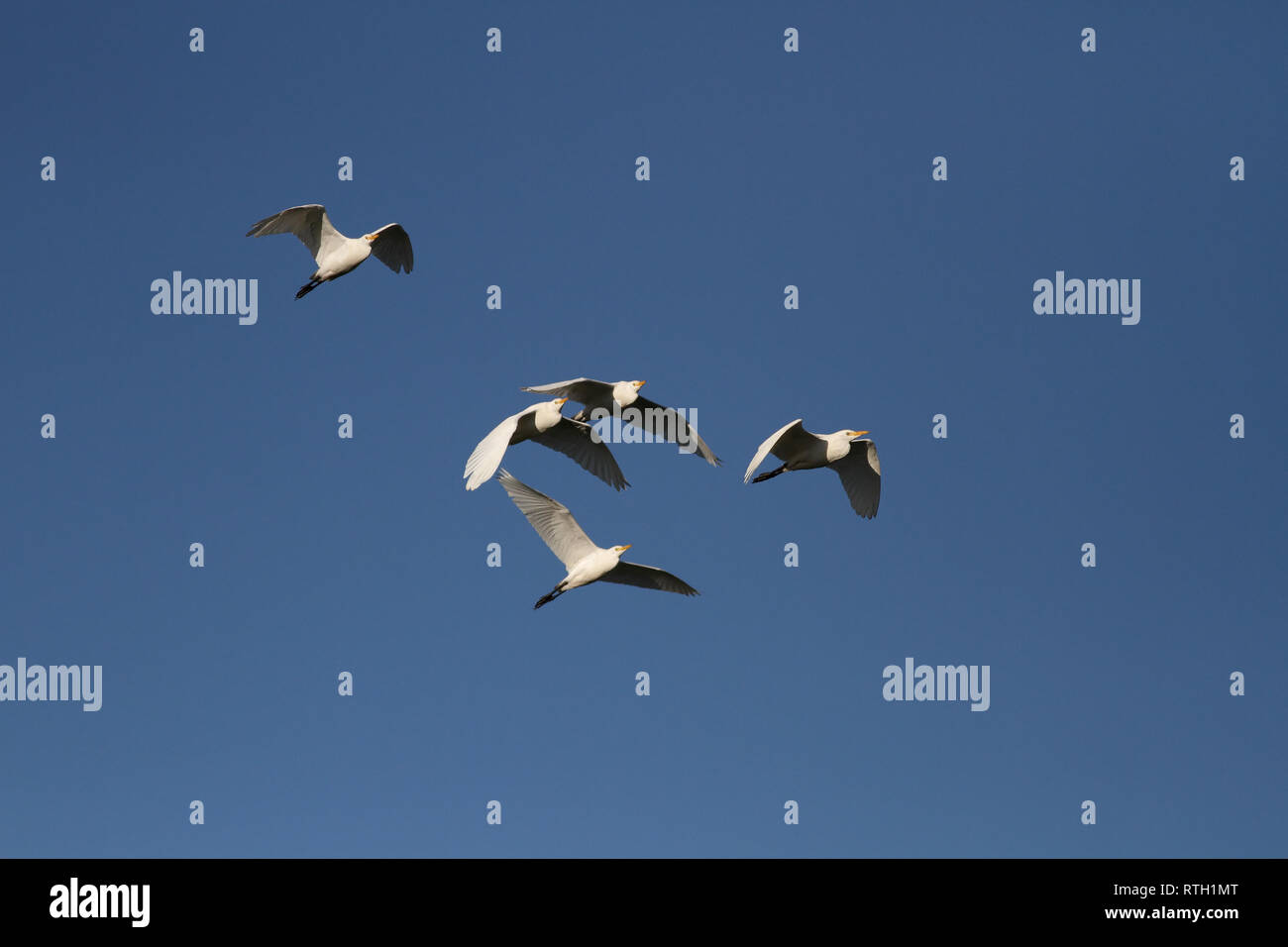 Group egrets in flight hi-res stock photography and images - Alamy