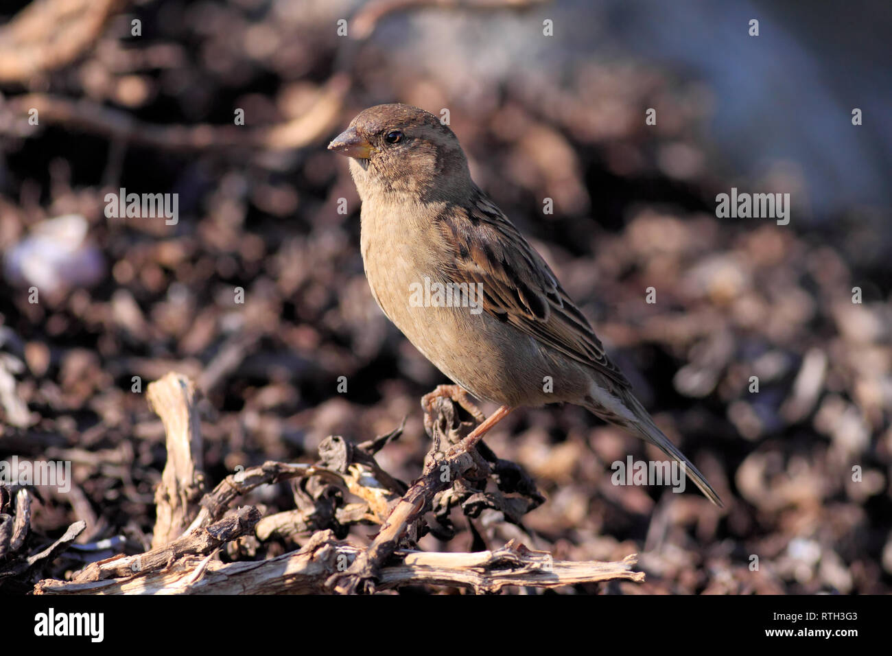 European rock sparrow hi-res stock photography and images - Alamy