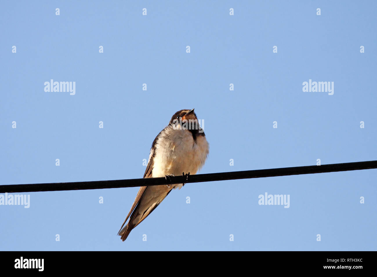 Detailed photo of a Common swallow perched on a wire against blue sky ...