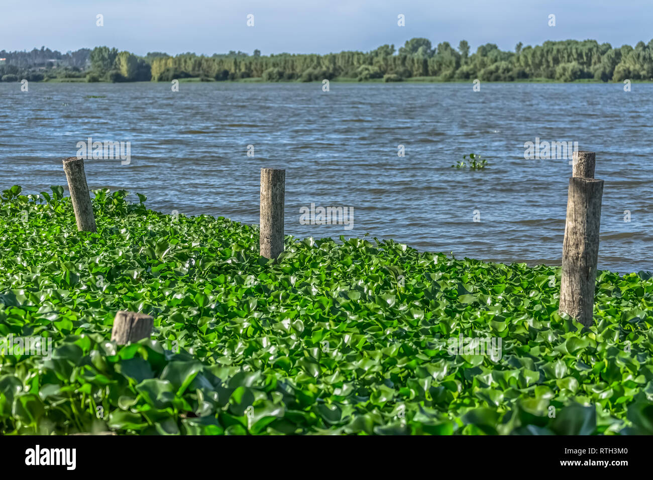 Wood logs floating on water hi-res stock photography and images - Alamy