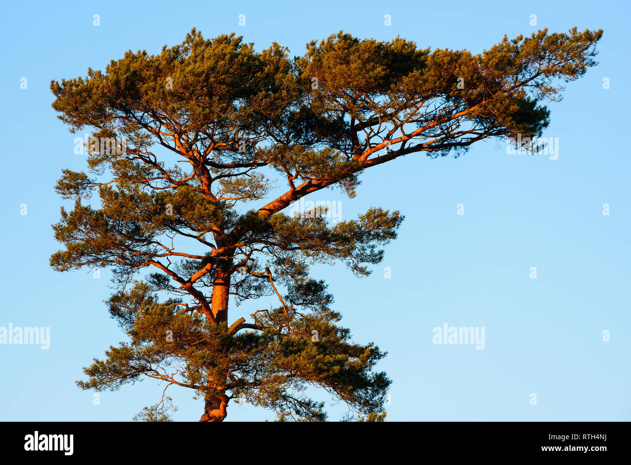 Pine tree canopy against blue sky in evening sunshine Stock Photo - Alamy