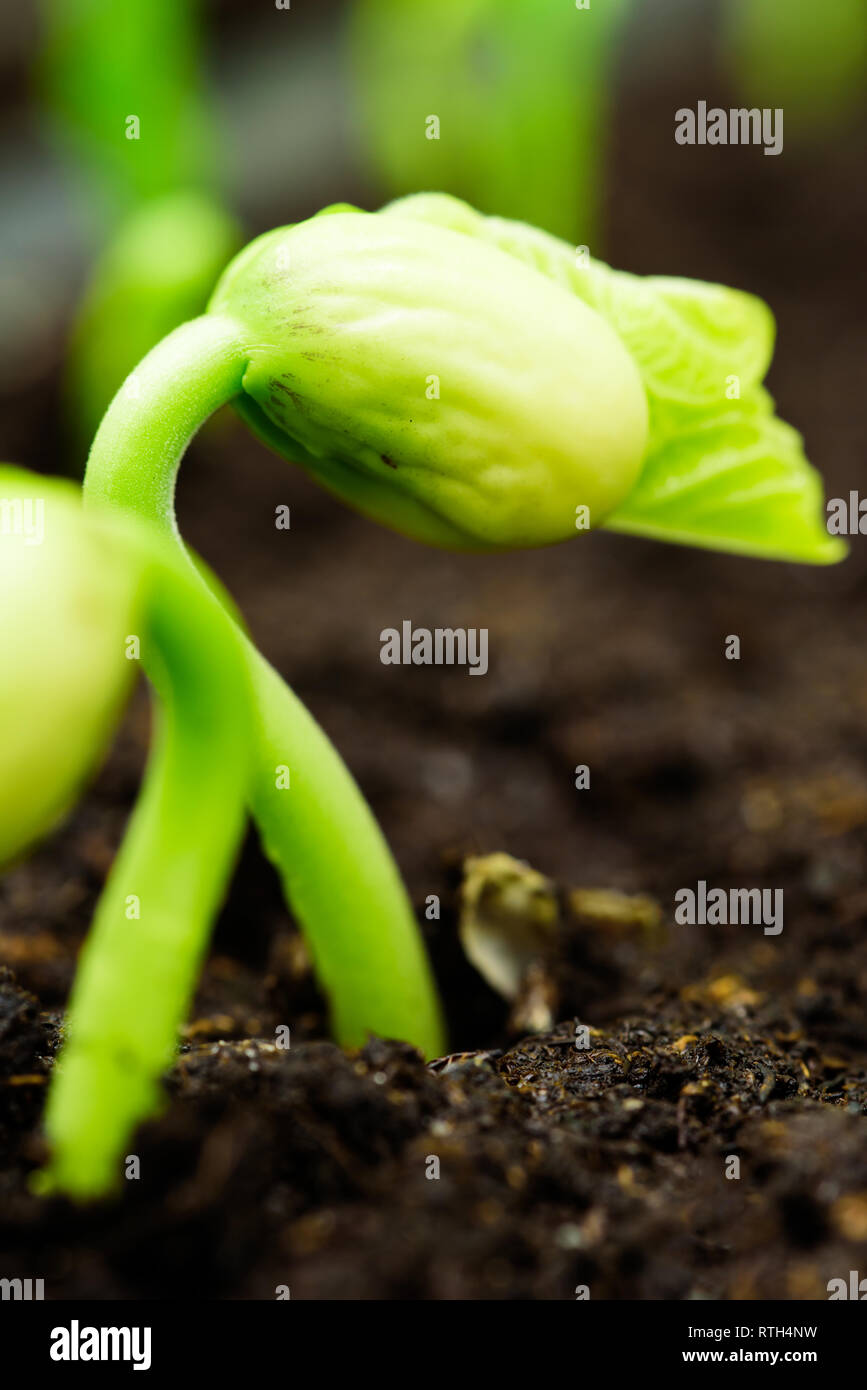 Fresh bean sprout breaking through the soil Stock Photo - Alamy