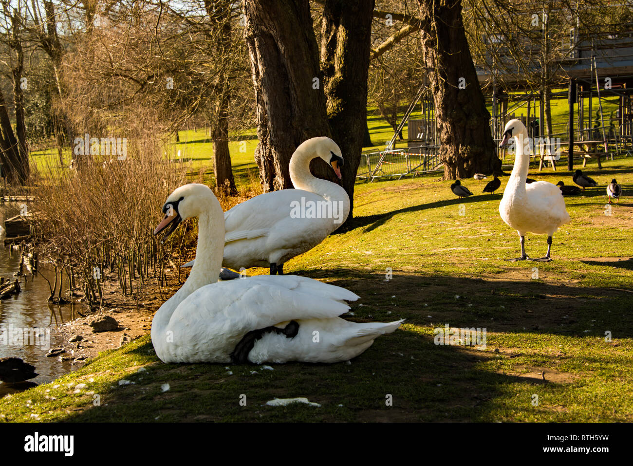 Bevy of swans hi-res stock photography and images - Alamy