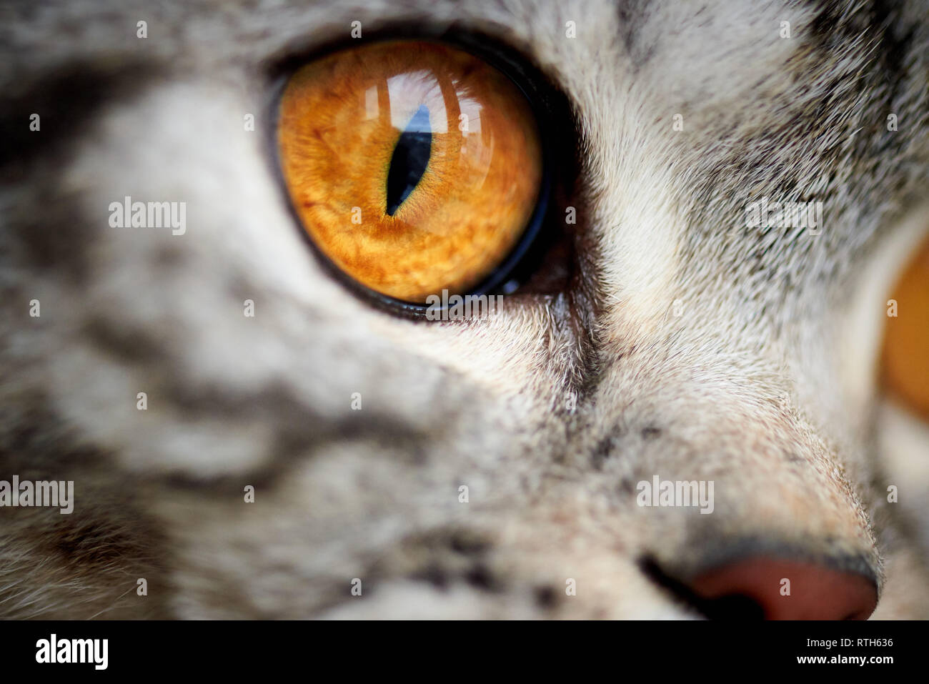 Yellow cat eye close hi-res stock photography and images - Alamy