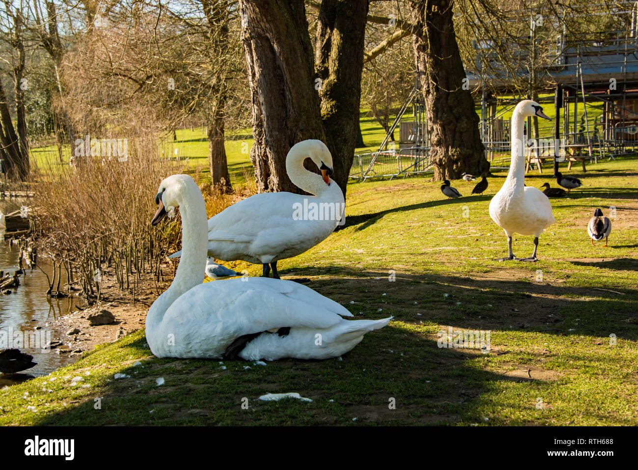 Bevy of swans hi-res stock photography and images - Alamy