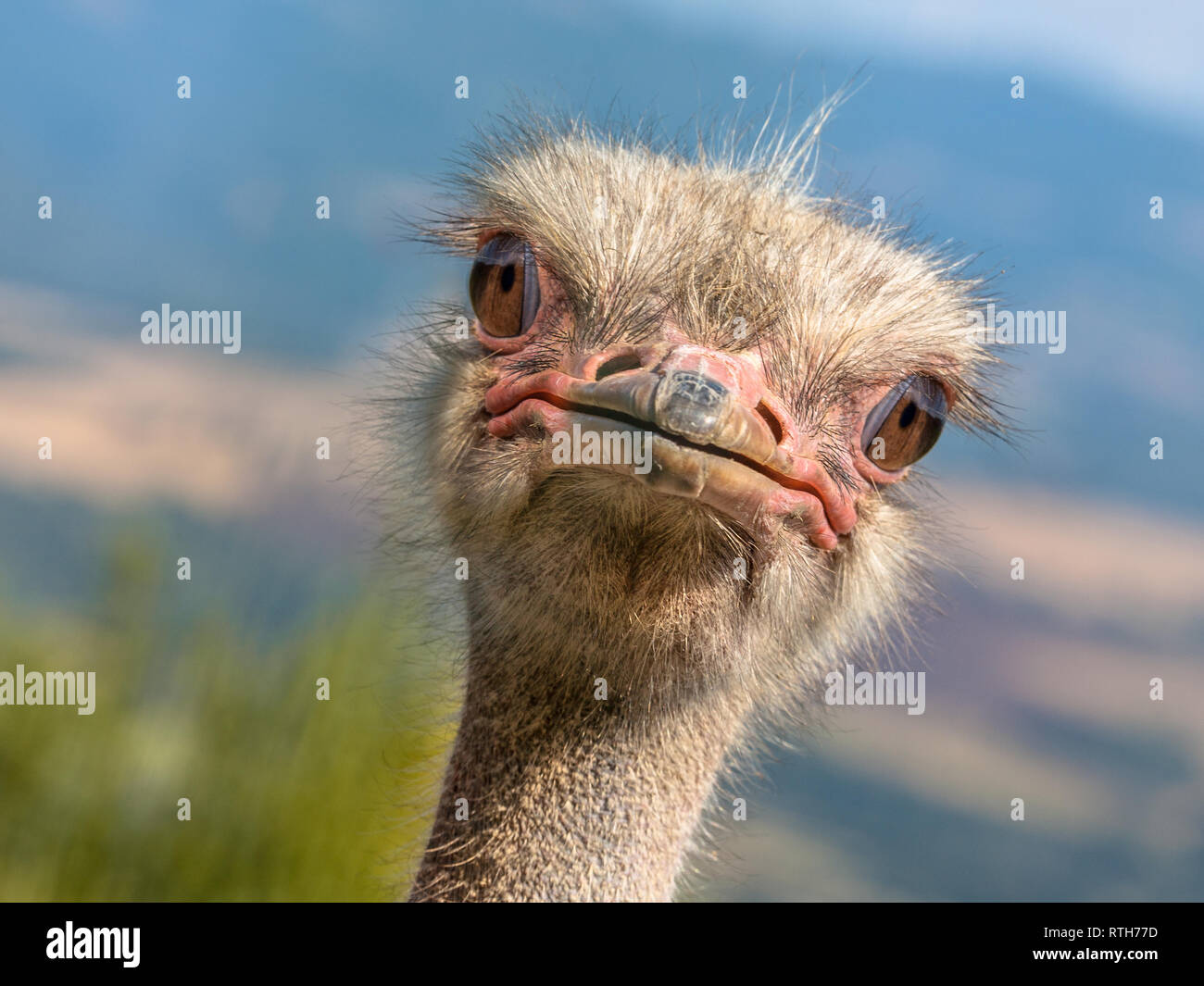 Potrait of a diagonal Ostrich Head in Natural Environment. The Ostrich ...