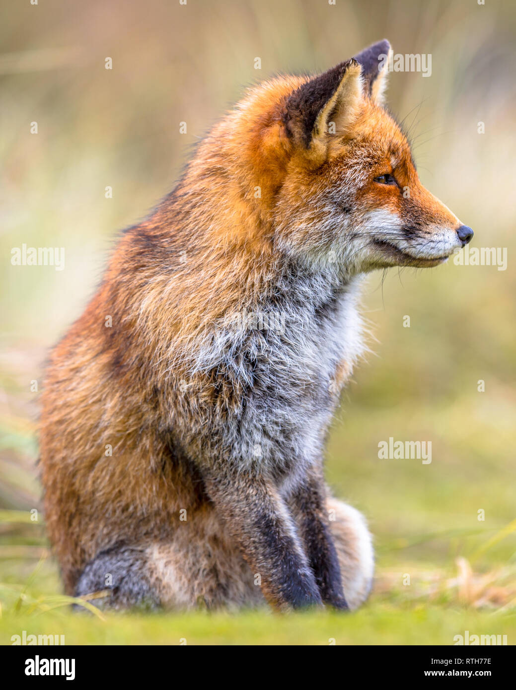 Seated sideways hi-res stock photography and images - Alamy