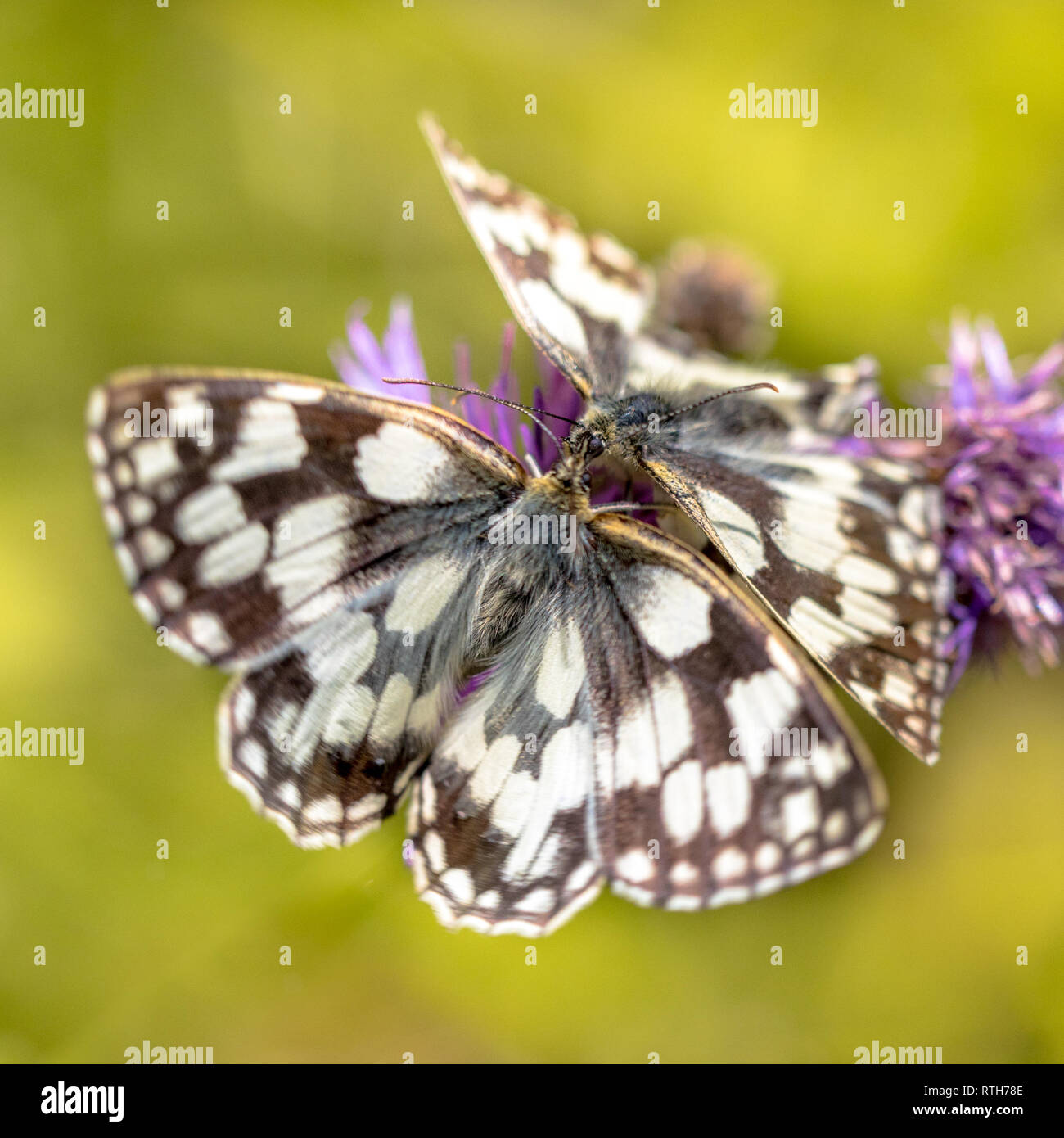 Marble white butterfly uk hi-res stock photography and images - Alamy