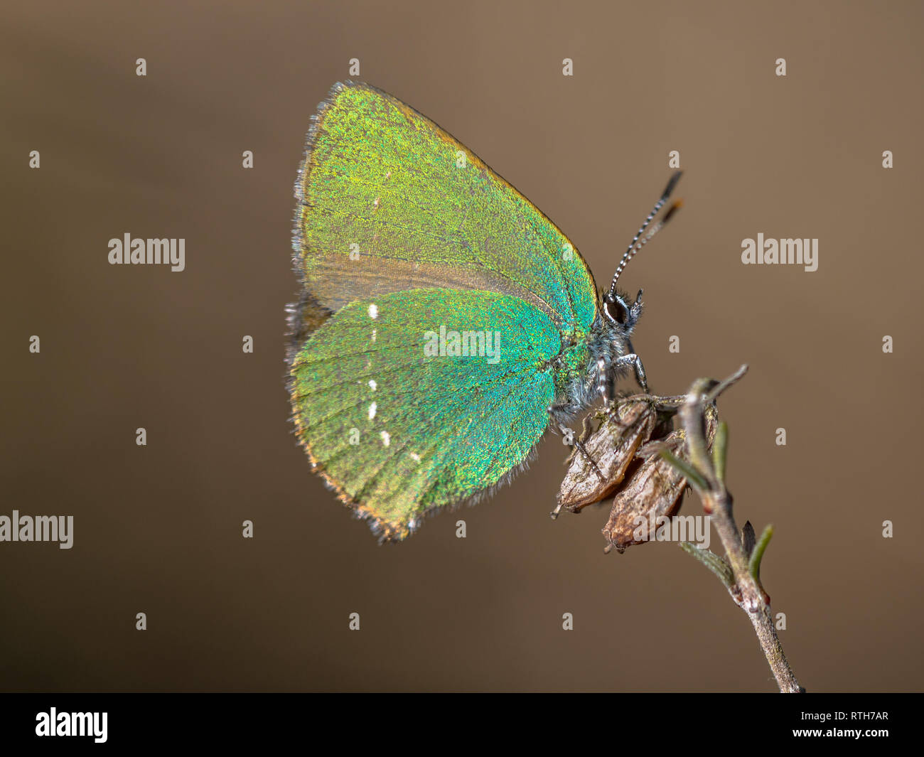 Green hairstreak (Callophrys rubi) butterfly resting on heath with ...