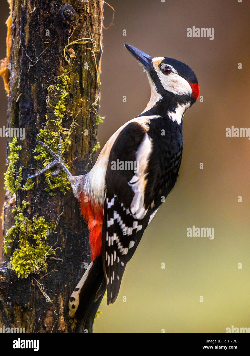 Mossy bird nest hi-res stock photography and images - Alamy