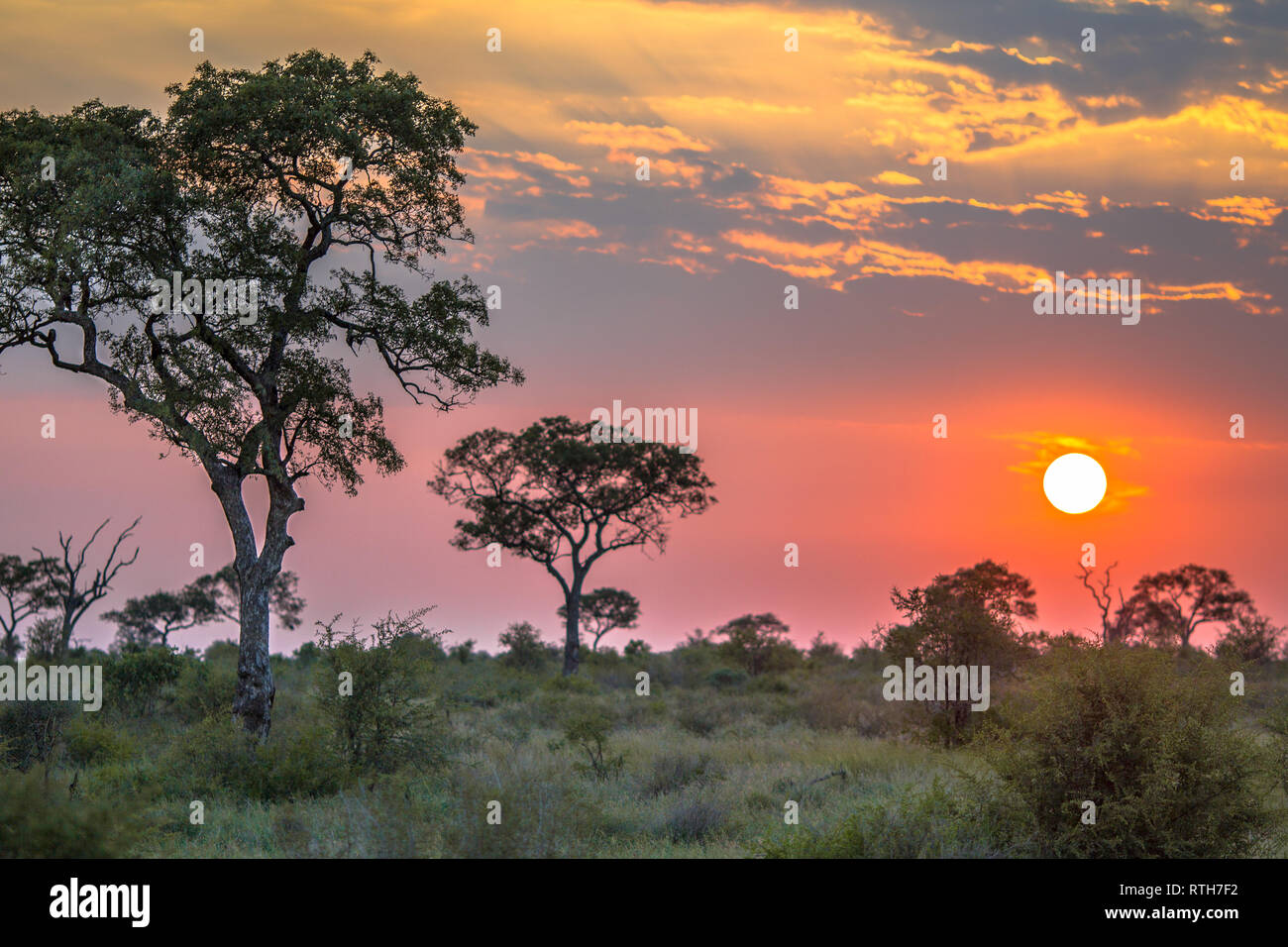 African savanna trees and grass hi-res stock photography and images - Alamy