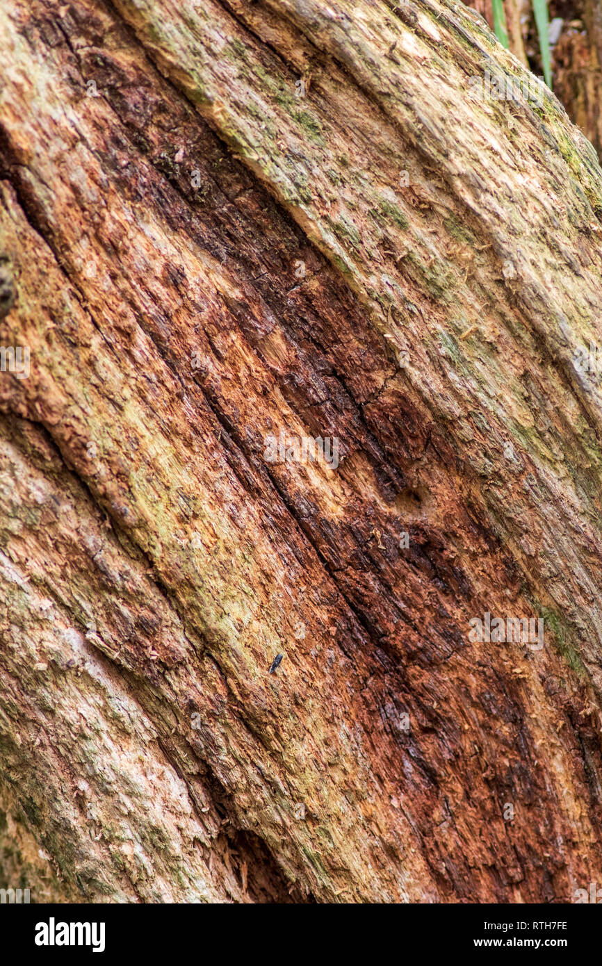 Rotten timber hi-res stock photography and images - Alamy