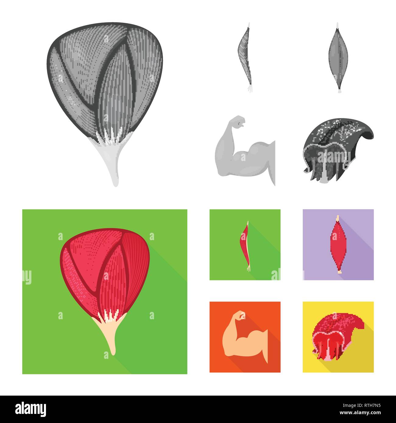 Vector design of fiber and muscular logo. Collection of fiber and body ...